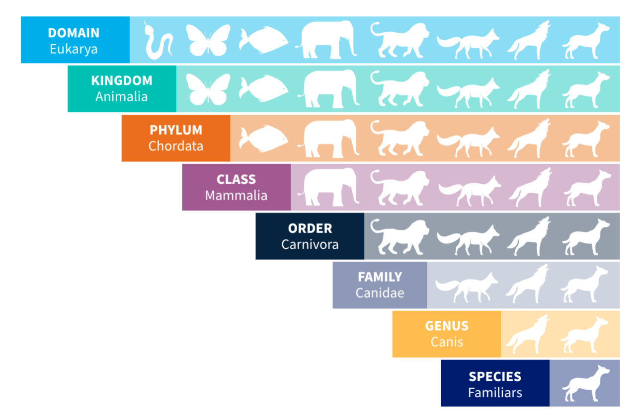 What is Taxonomy Management? - Graphwise